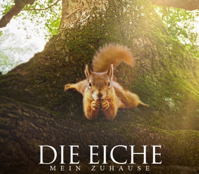 Die Eiche – mein Zuhause
